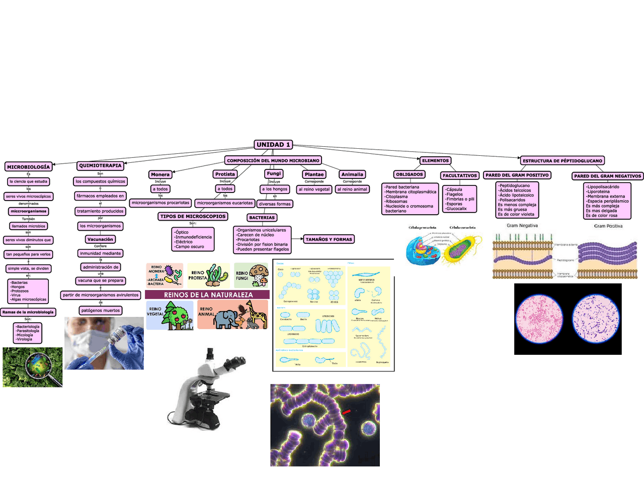 Es un mapa conceptual de microbiologia xd | Esquemas y mapas conceptuales de Microbiología - Docsity
