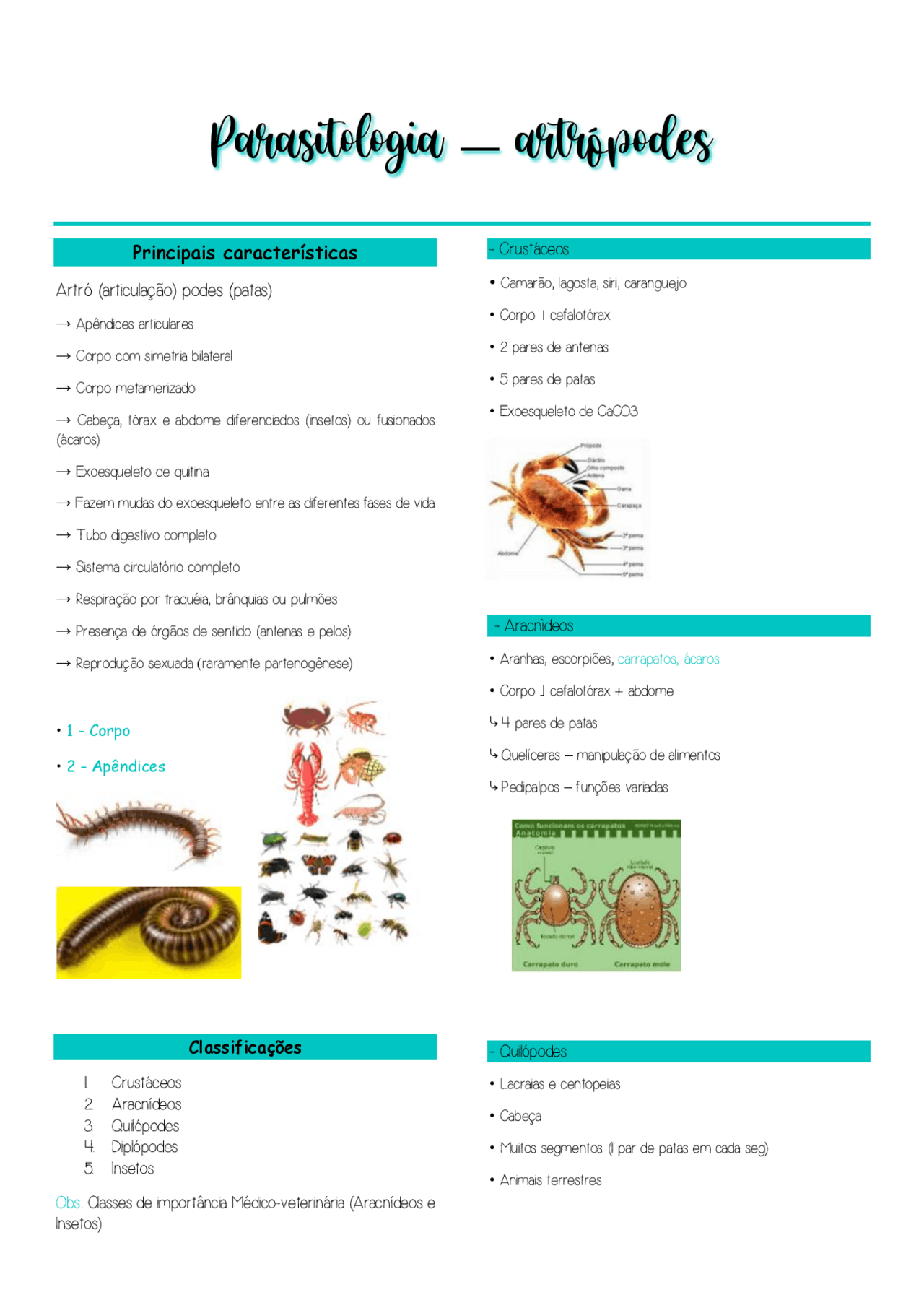 Parasitologia - Artrópodes | Resumos Parasitologia - Docsity