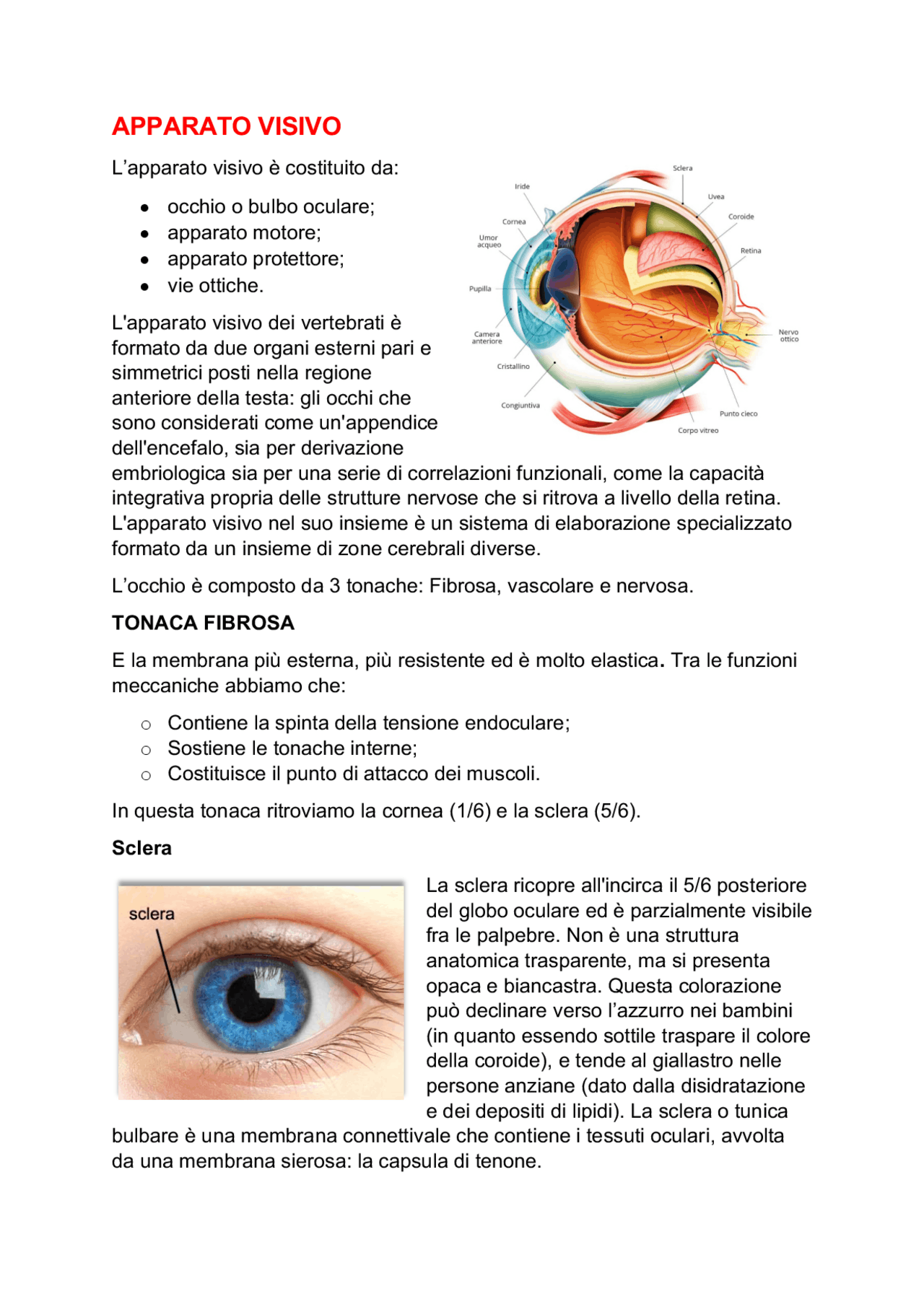 Apparato Visivo (cenni di anatomia oculare per primo approccio) | Schemi e mappe concettuali di ...