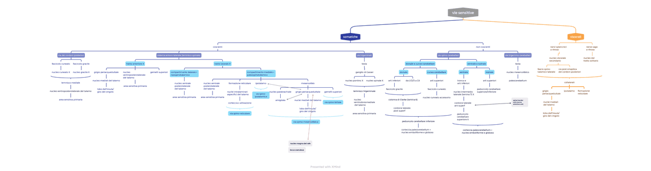 Schemi Su Vie Sensitive Schemi E Mappe Concettuali Di Anatomia Docsity