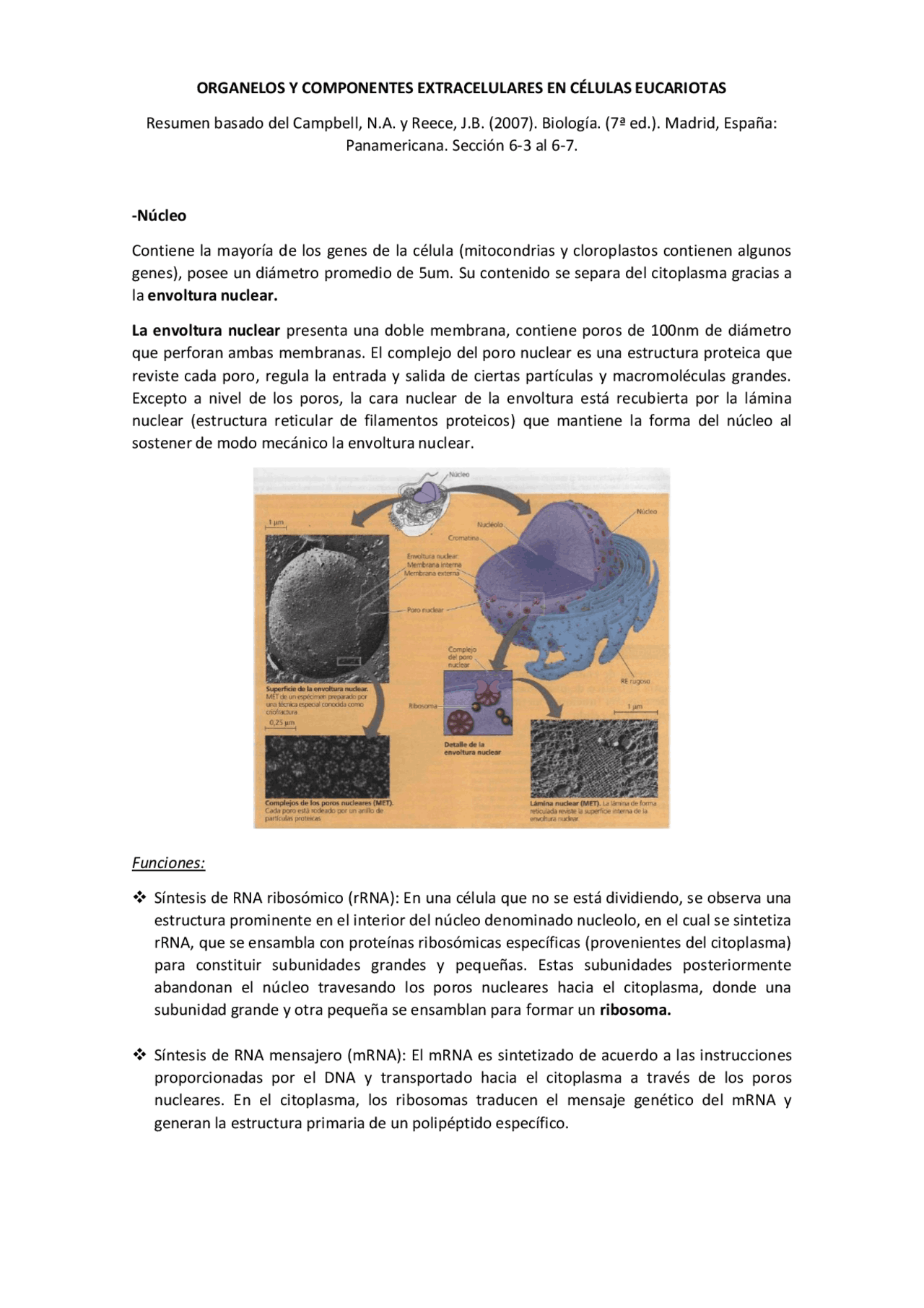 Complejo De Poros Nucleares Em