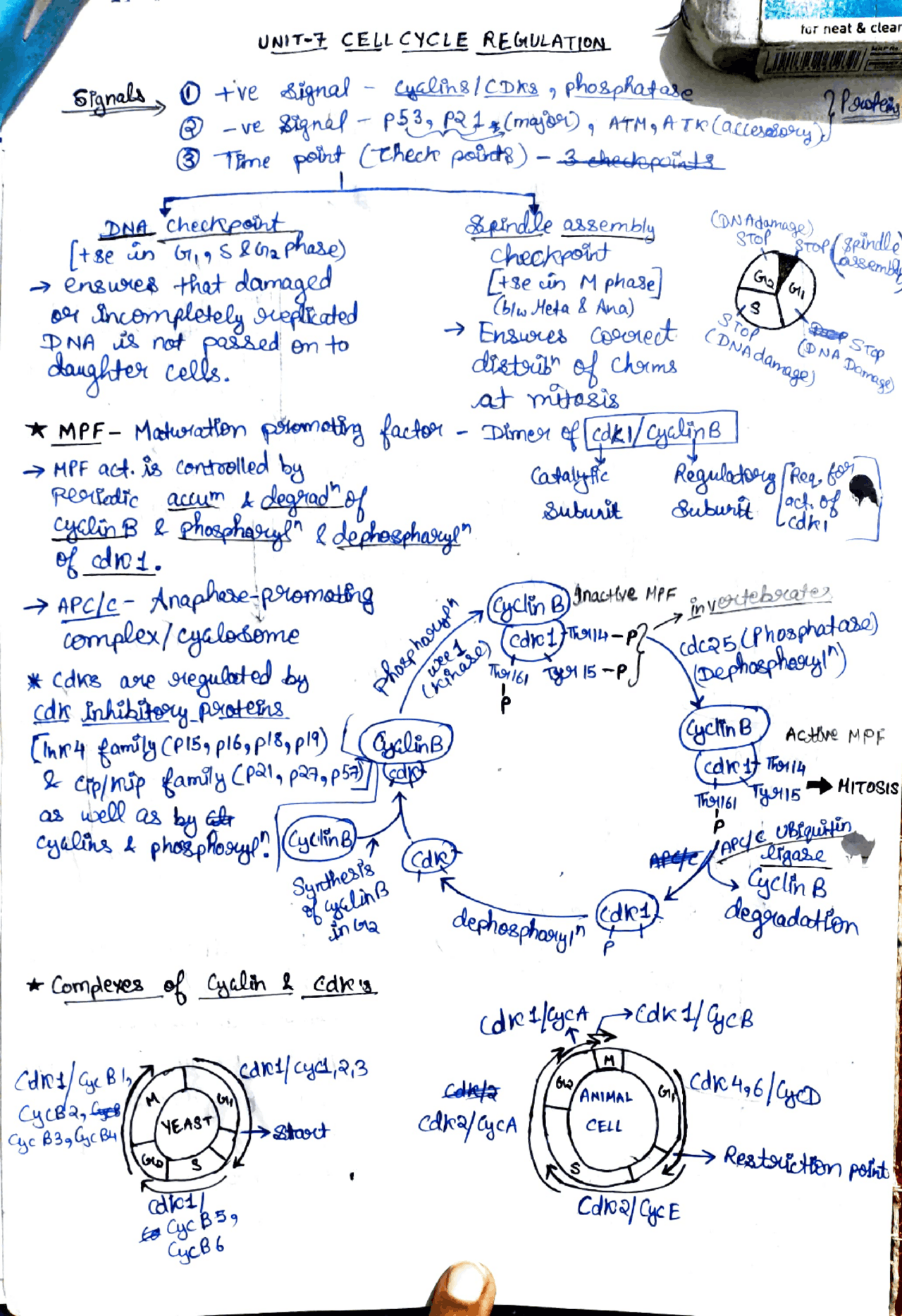 B.Sc. (H) Zoology Sem 2 Cell Biology Unit - Cell Cycle Regulation Cheat ...