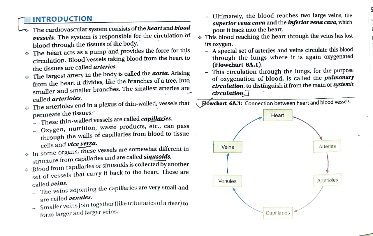 What is cardiovascular system , explanations | High school final essays Biology - Docsity