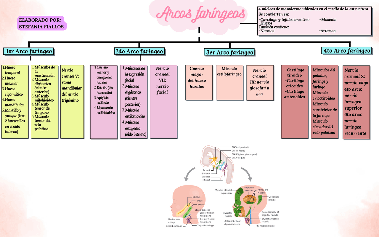 Mapa conceptual Arcos faríngeos | Esquemas y mapas conceptuales de ...