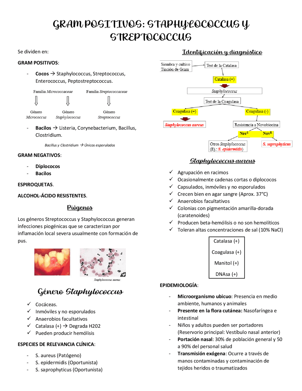 Bacterias Gram Positivo Staphylococcus Y Streptococcus Apuntes De