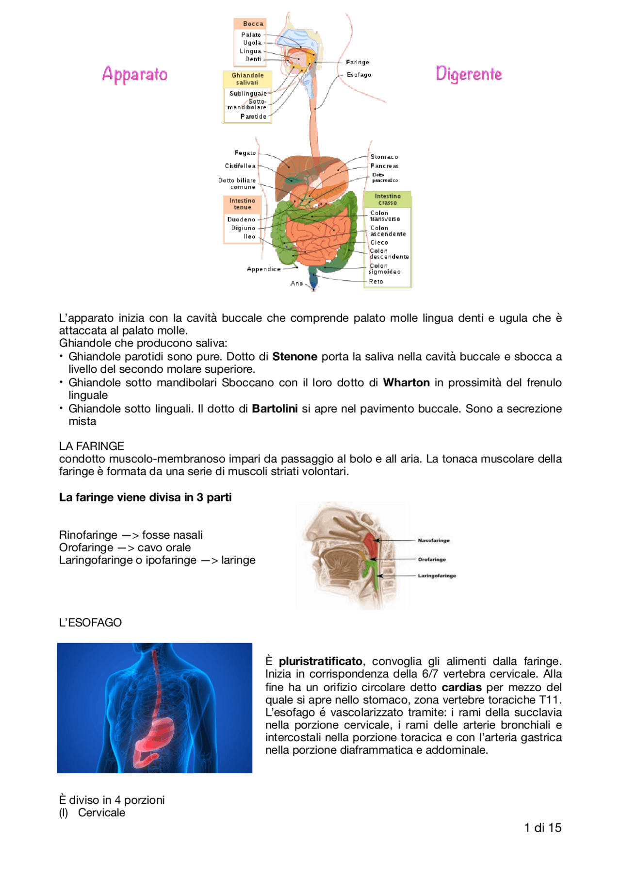 Anatomia Primo Anno Infermieristica Schemi E Mappe Concettuali Di