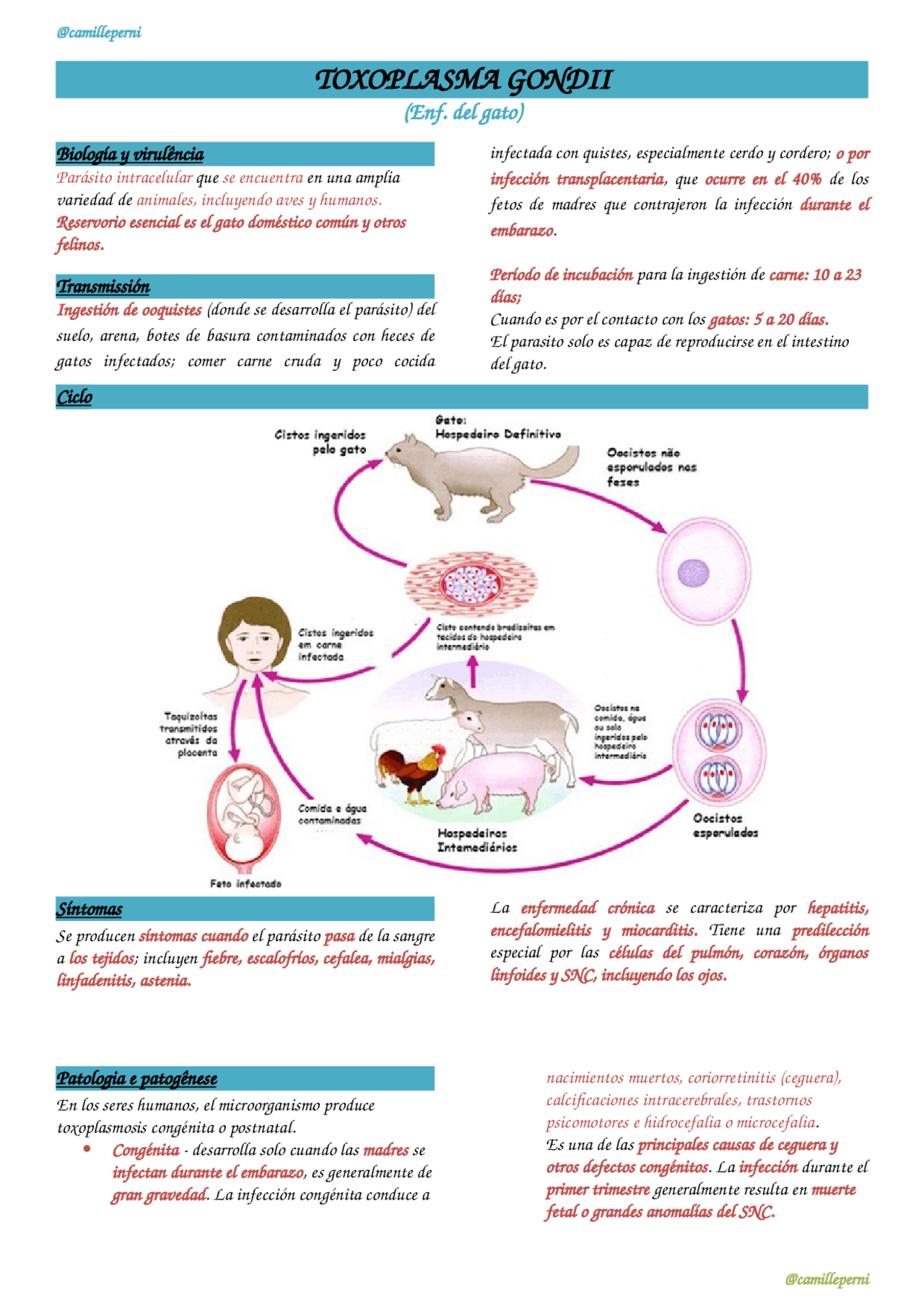 TOXOPLASMA GONDII - Microbiología II | Esquemas y mapas conceptuales de ...