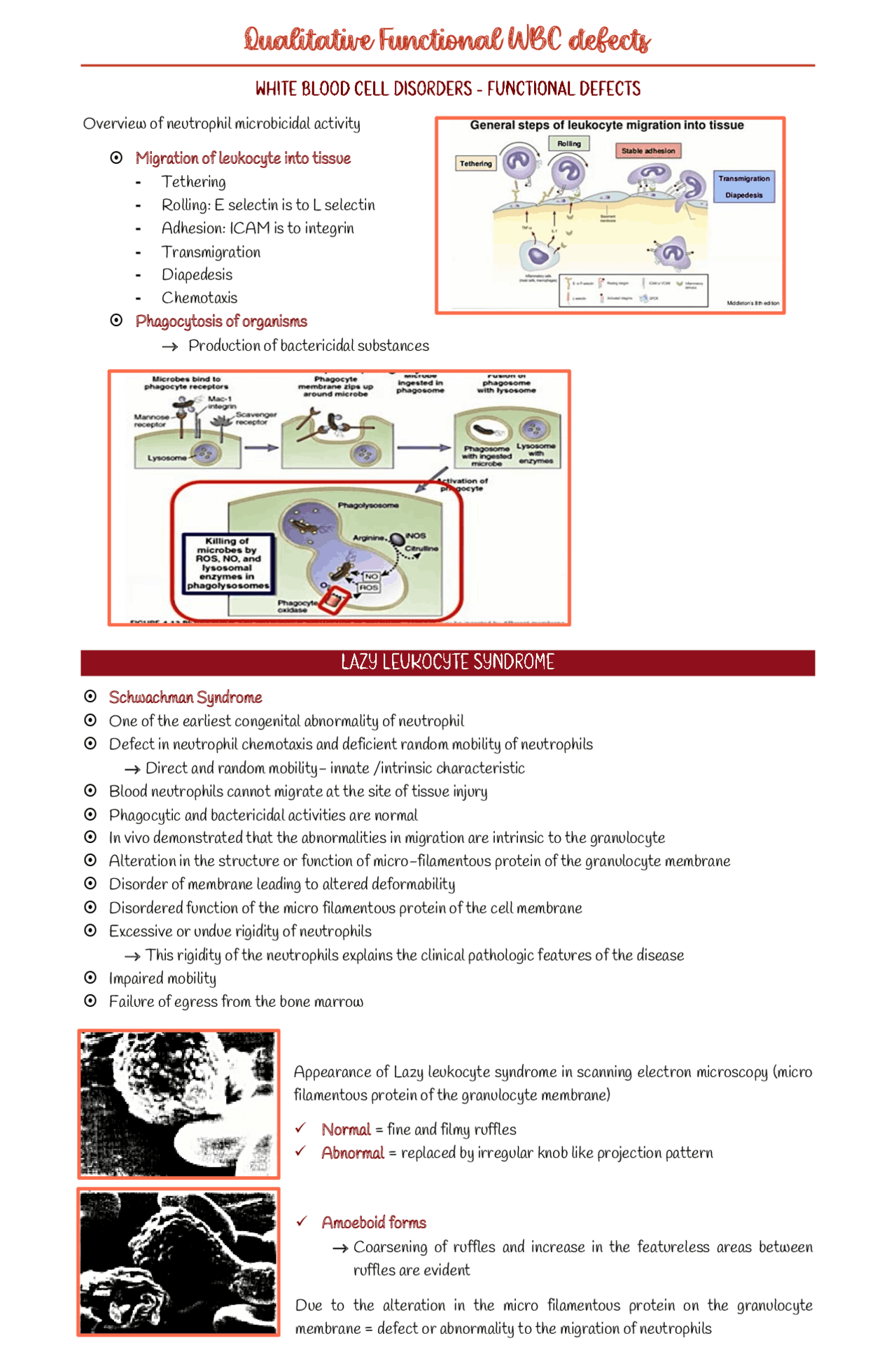 BLOOD DISORDER - QUALITATIVE WBC DEFECTS | Lecture notes Hematology ...