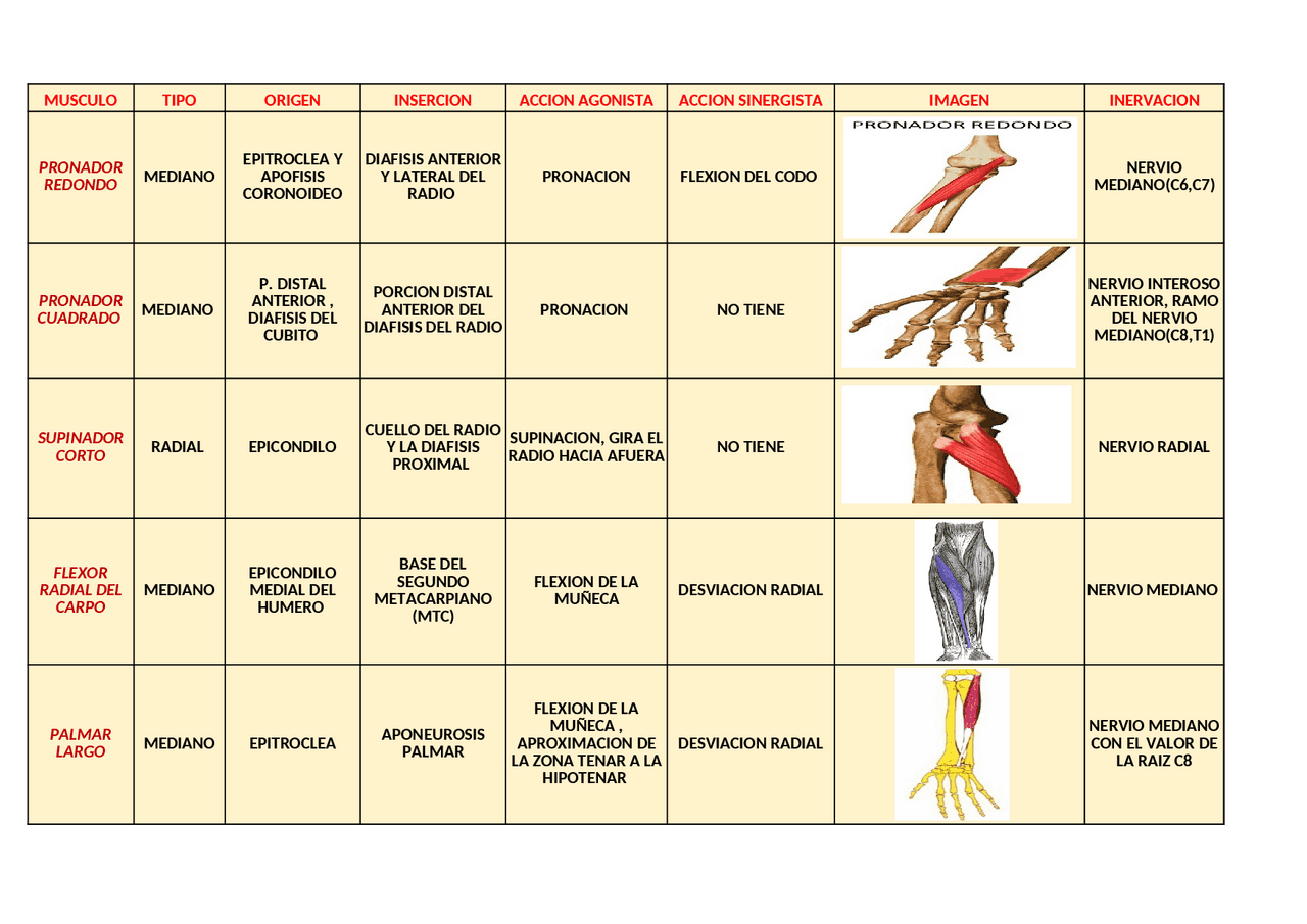 cuadro de todos los musculos | Apuntes de Fisiología | Docsity