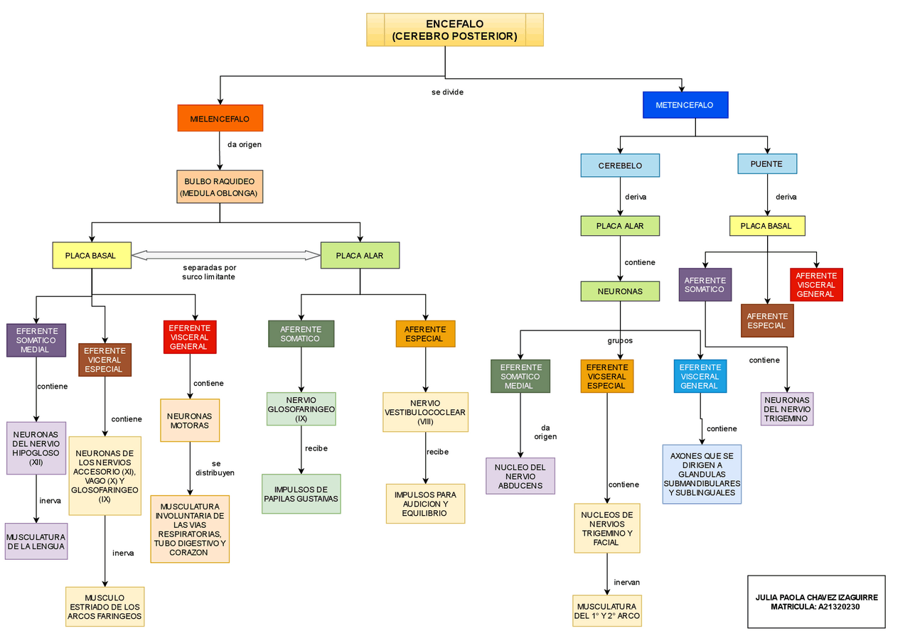 Embriologia del Cerebro posterior | Esquemas y mapas conceptuales de ...