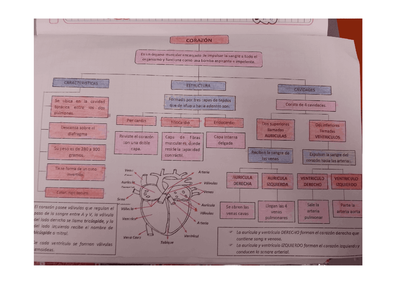 Mapa conceptual del corazón. | Esquemas y mapas conceptuales de ...