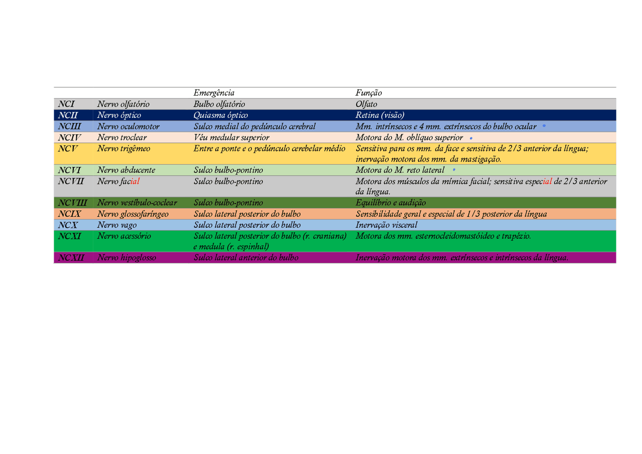 Resumos De Neuroanatomia Resumos Neuroanatomia Docsity