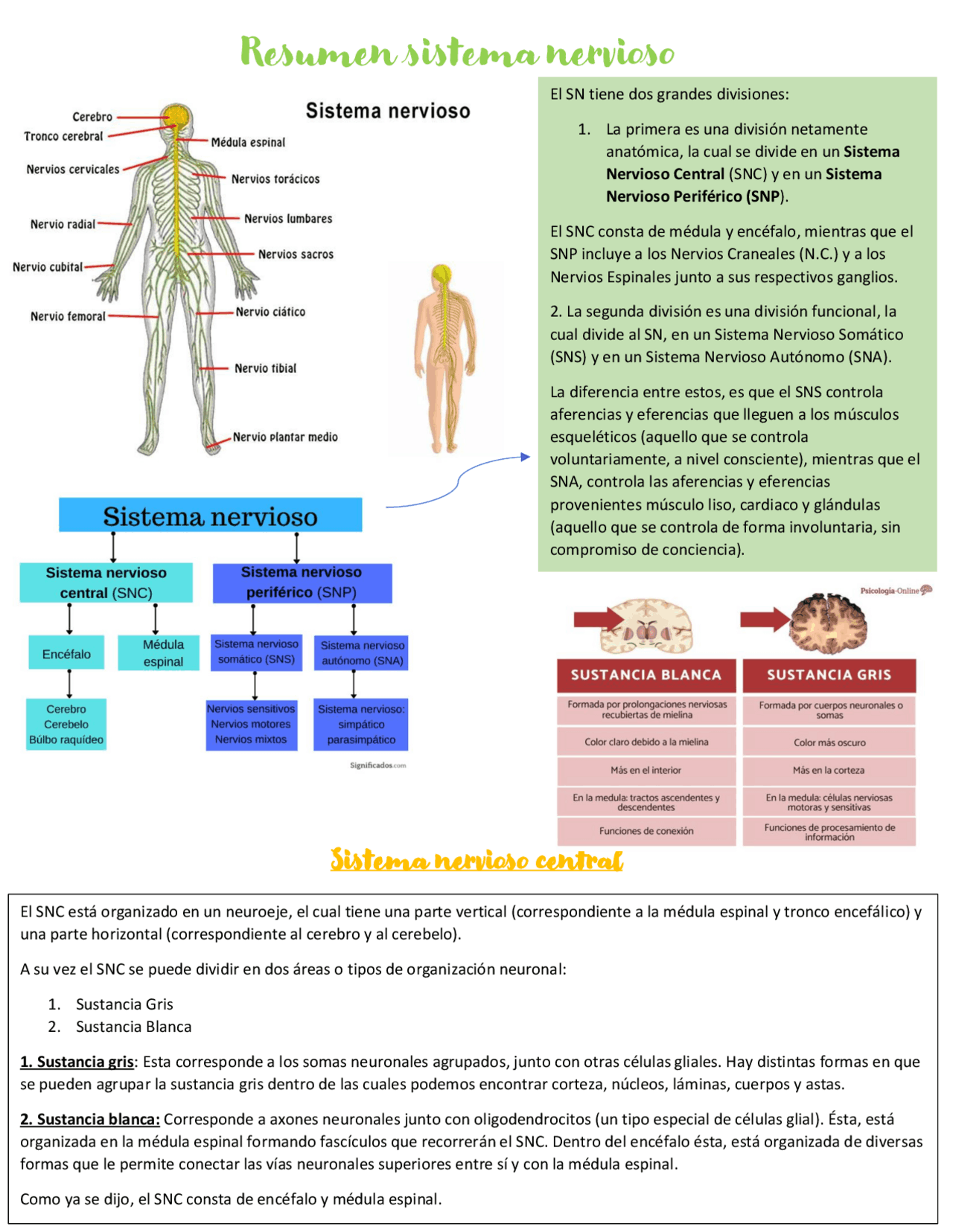 Resúmen Sistema Nervioso Anatomía Puc Resúmenes De Anatomía Docsity