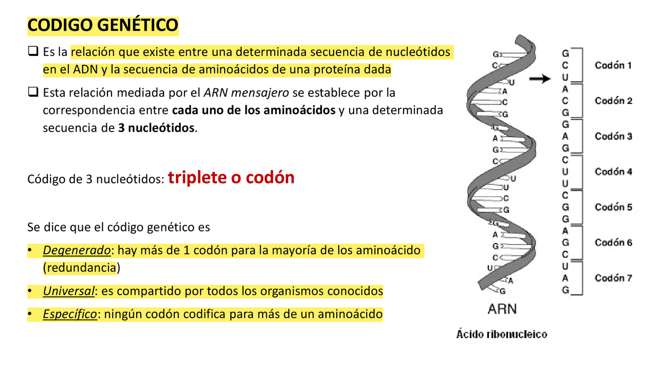 Apunte código genético.pdf | Resúmenes de Biología Celular | Docsity
