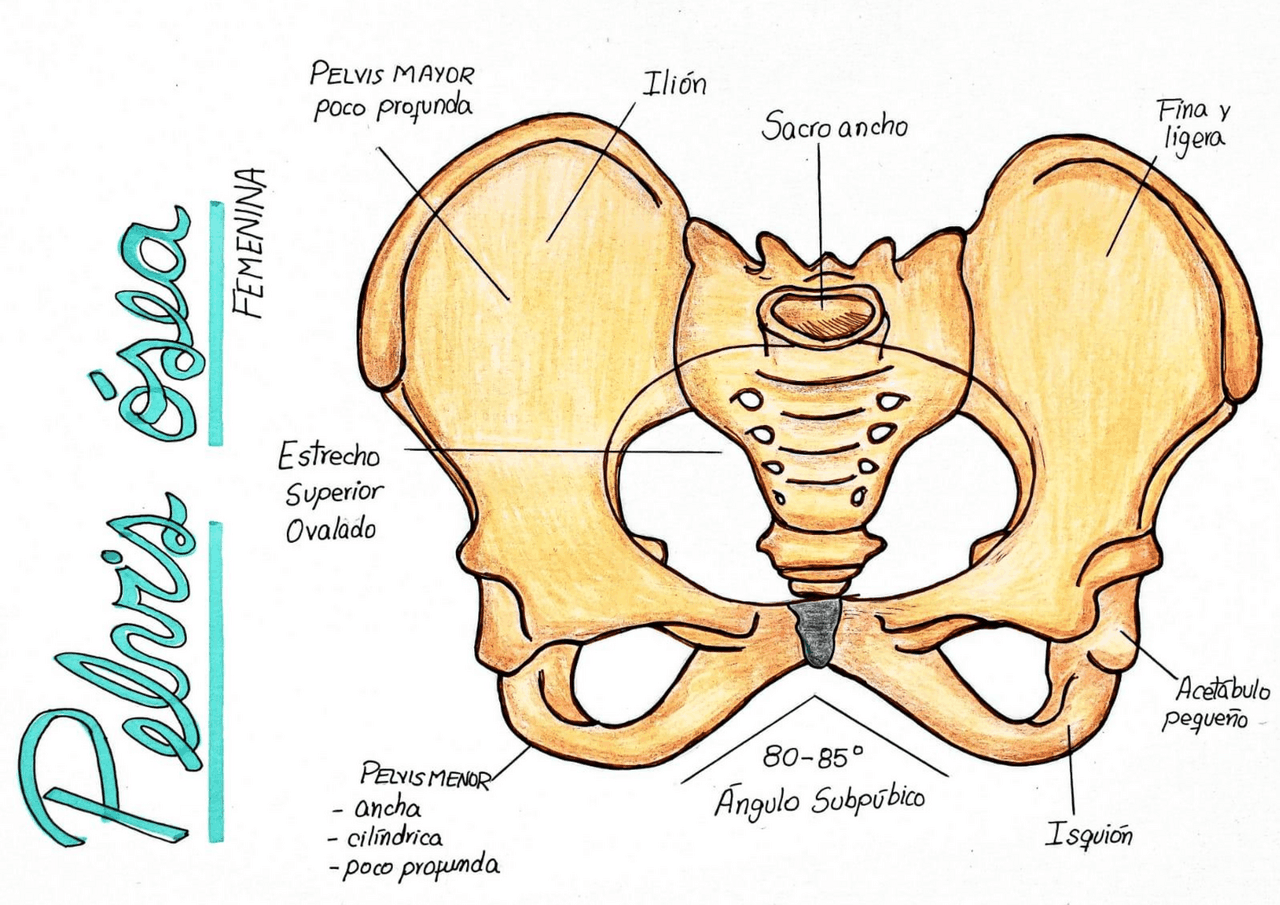 CUADERNO DE DIBUJO-ÚTERO-OVARIOS. | Apuntes de Anatomía | Docsity