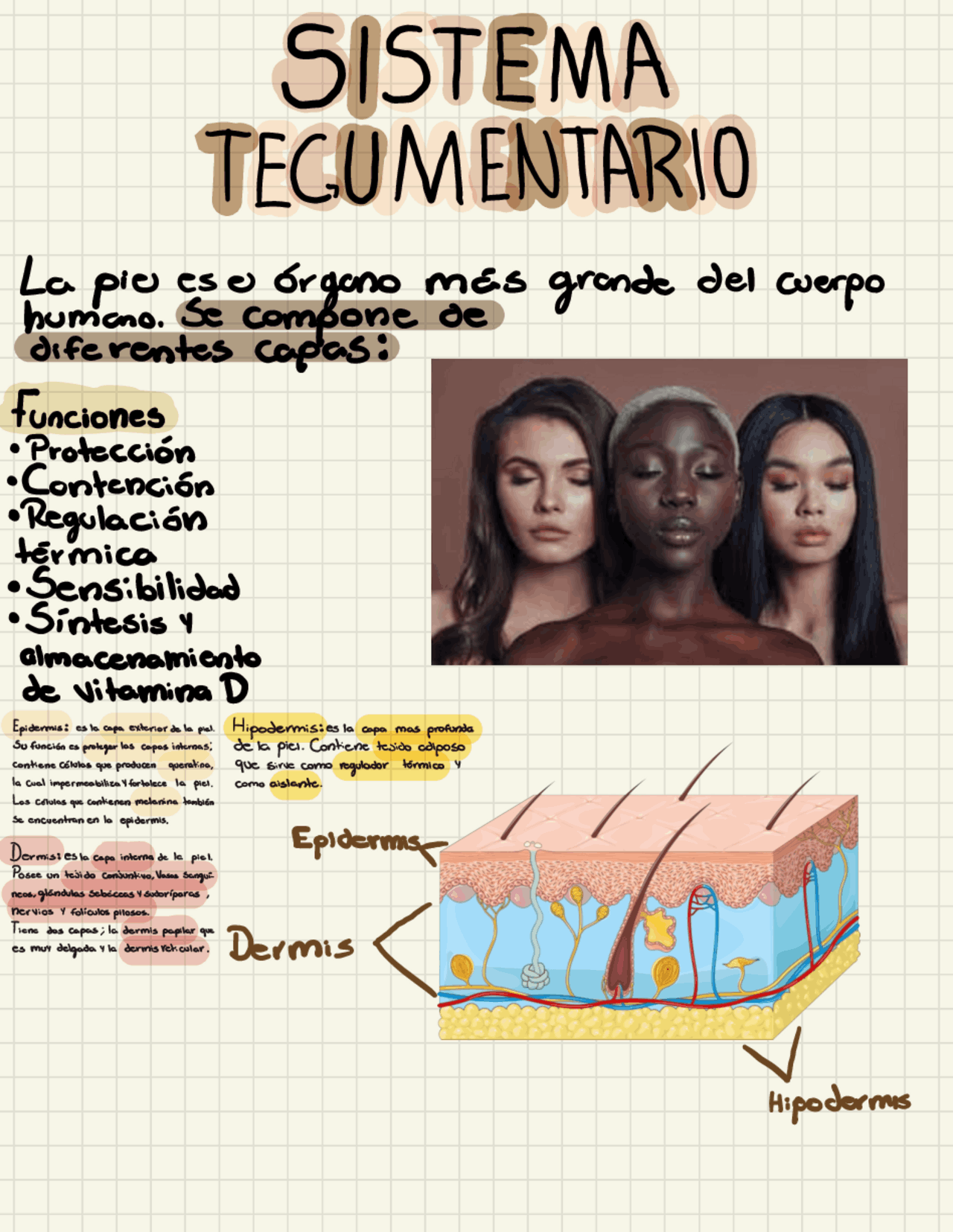 Sistema Tegumentariola Piel Esquemas Y Mapas Conceptuales De