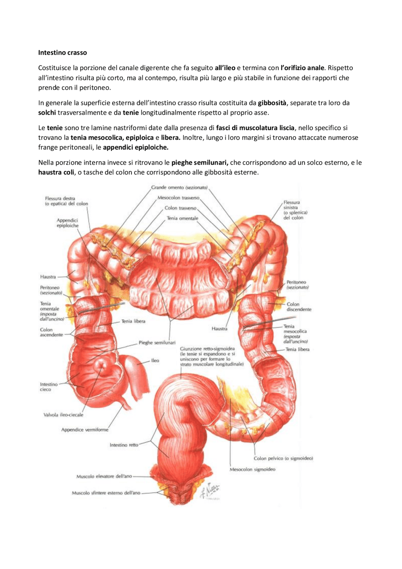 Intestino crasso, Anatomia e descrizione | Dispense di Anatomia | Docsity