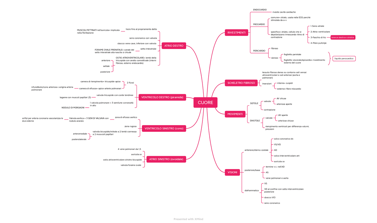 Cuore Esame Di Anatomia Schemi E Mappe Concettuali Di Anatomia