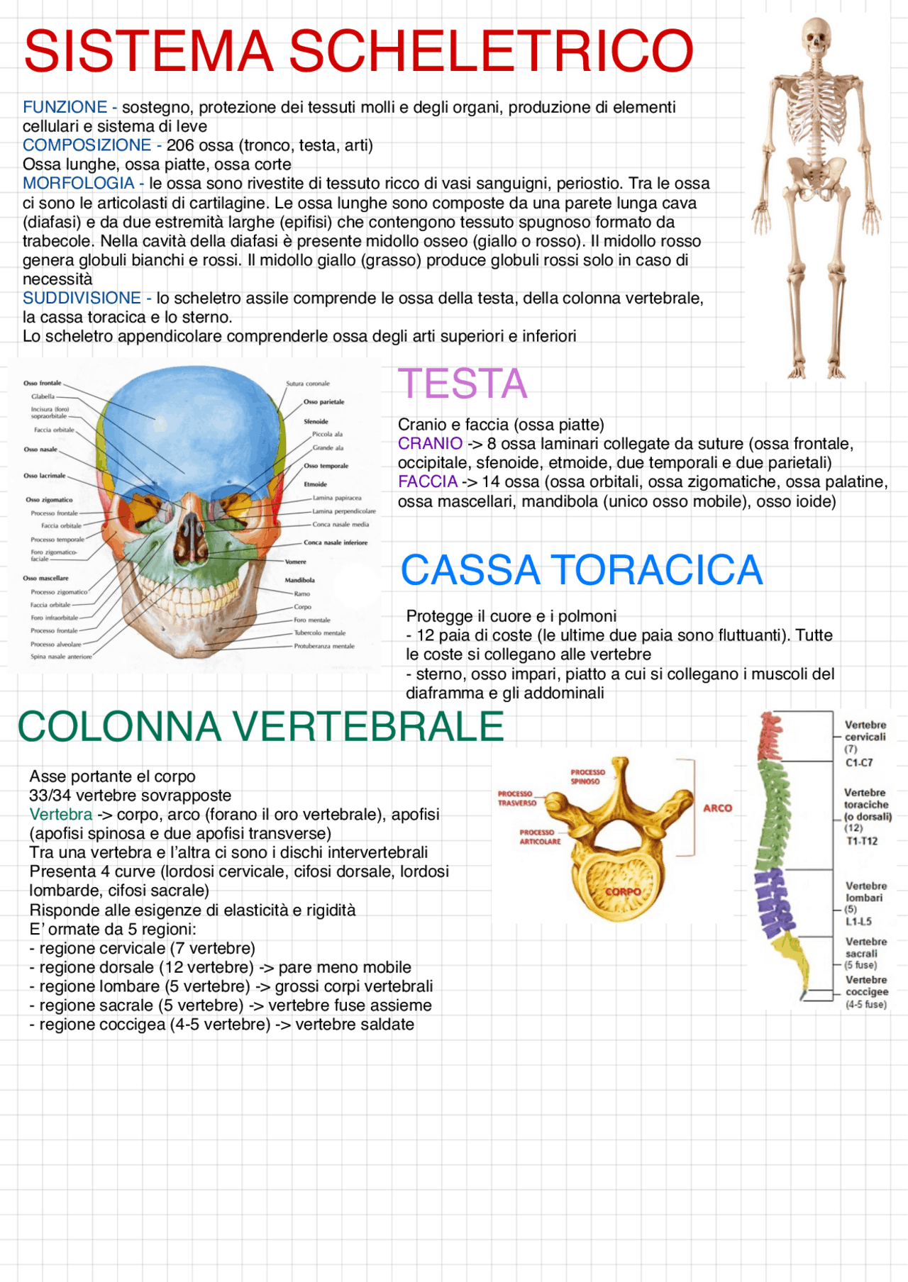Sistema Osseo Appunti Schemi E Mappe Concettuali Di Anatomia Docsity