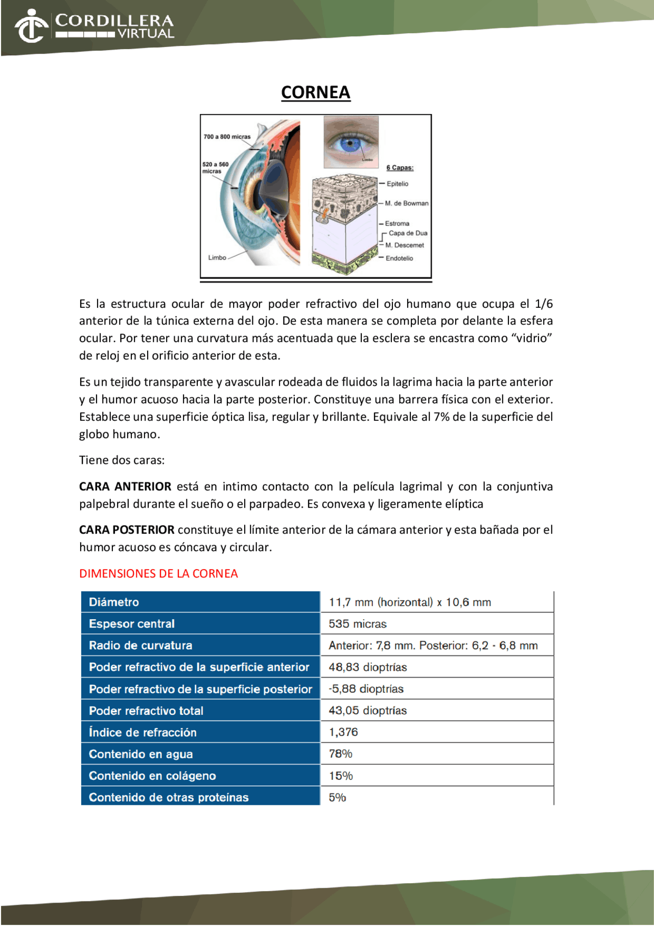 Anatomía de la Corneas: Estructura, Capas y Funciones | Diapositivas de ...