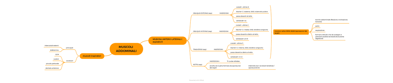 Muscoli Addominali Anatomia Schemi E Mappe Concettuali Di Anatomia