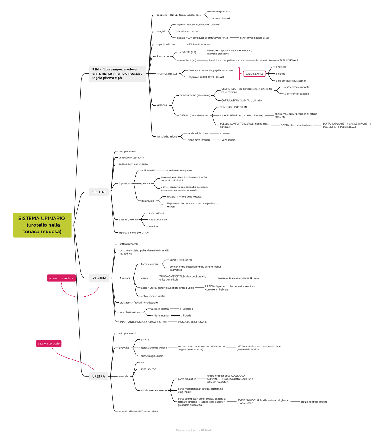 Sistema Urinario Anatomia Schemi E Mappe Concettuali Di Anatomia