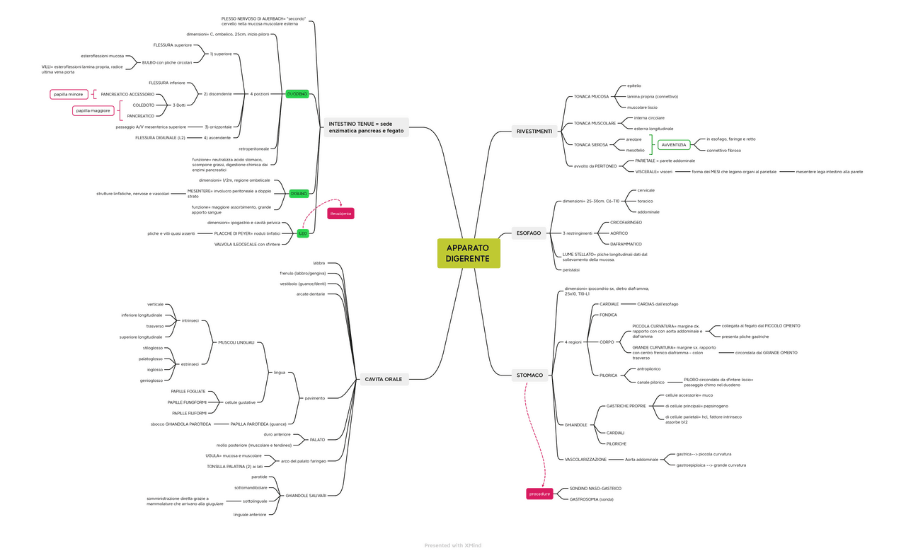 Apparato Digerente 1 Schemi E Mappe Concettuali Di Anatomia Docsity