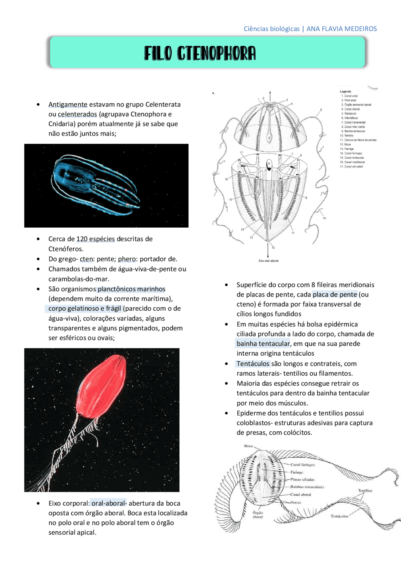 Filo Ctenophora- quem são e quais as características gerais? | Resumos ...