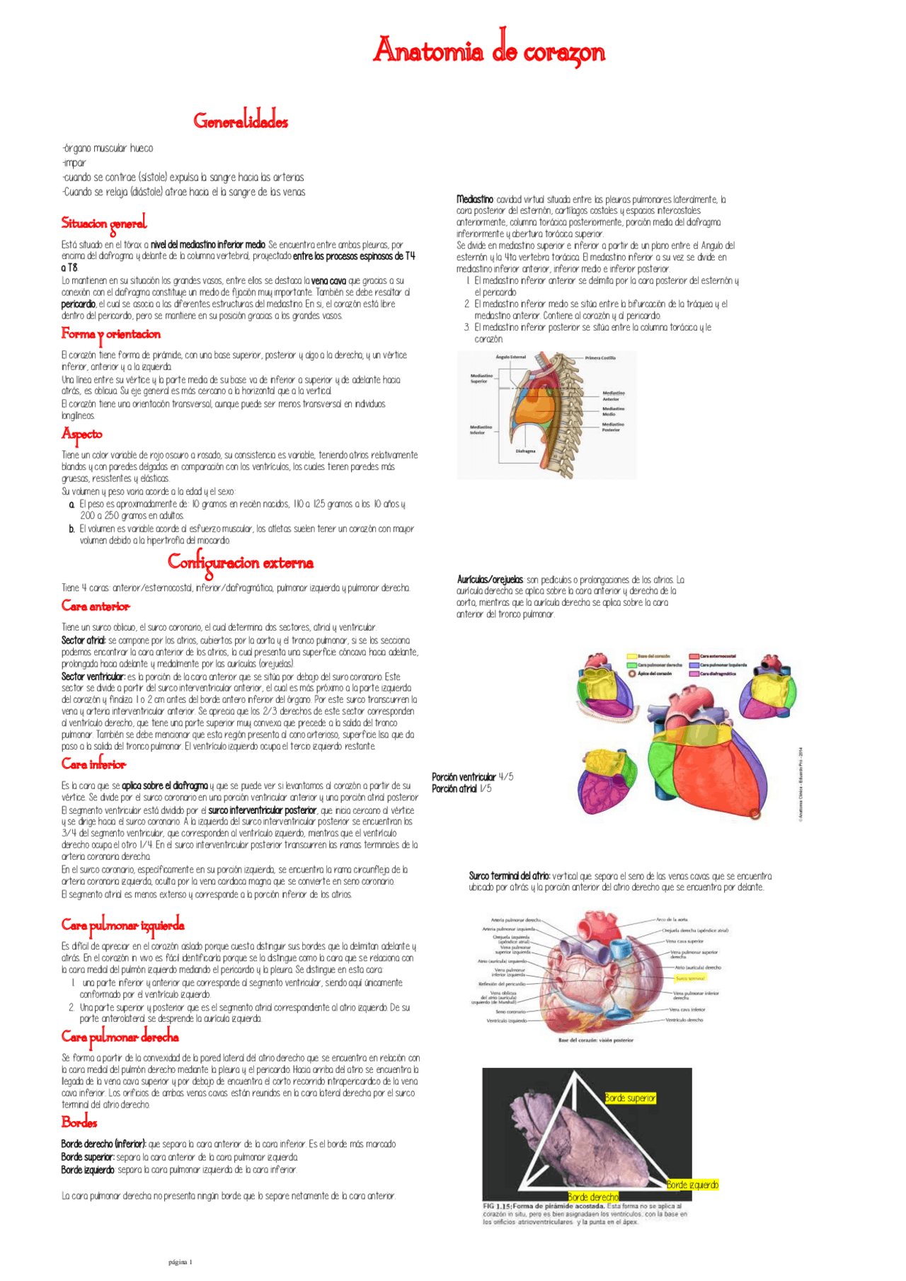 Anatomía de corazón....... | Esquemas y mapas conceptuales de Anatomía ...