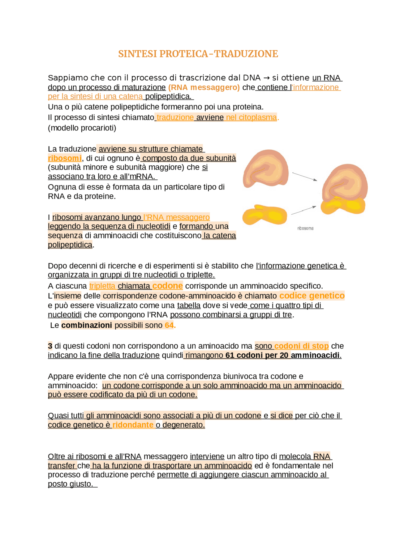 Sintesi Proteica Traduzione Appunti Di Biologia Docsity