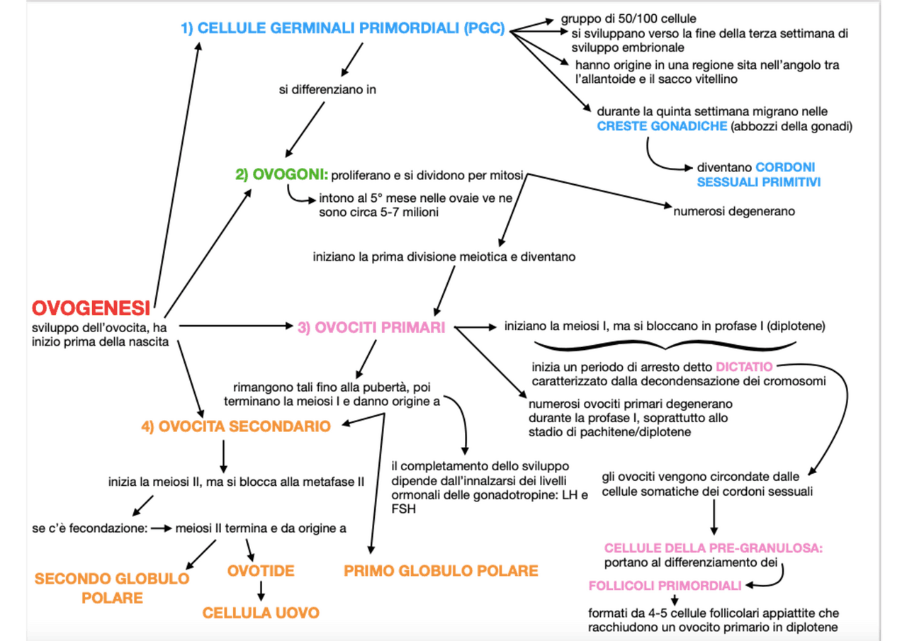 EMBRIOLOGIA-OVOGENESI | Schemi e mappe concettuali di Embriologia | Docsity