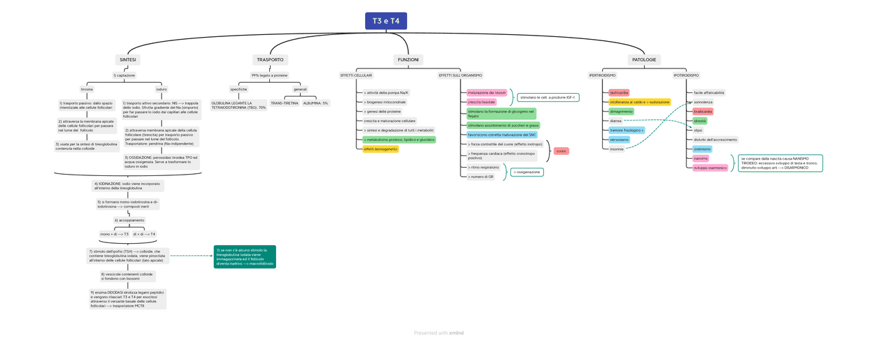 Tiroide Ormoni T3 E T4 Schemi E Mappe Concettuali Di Anatomia Docsity