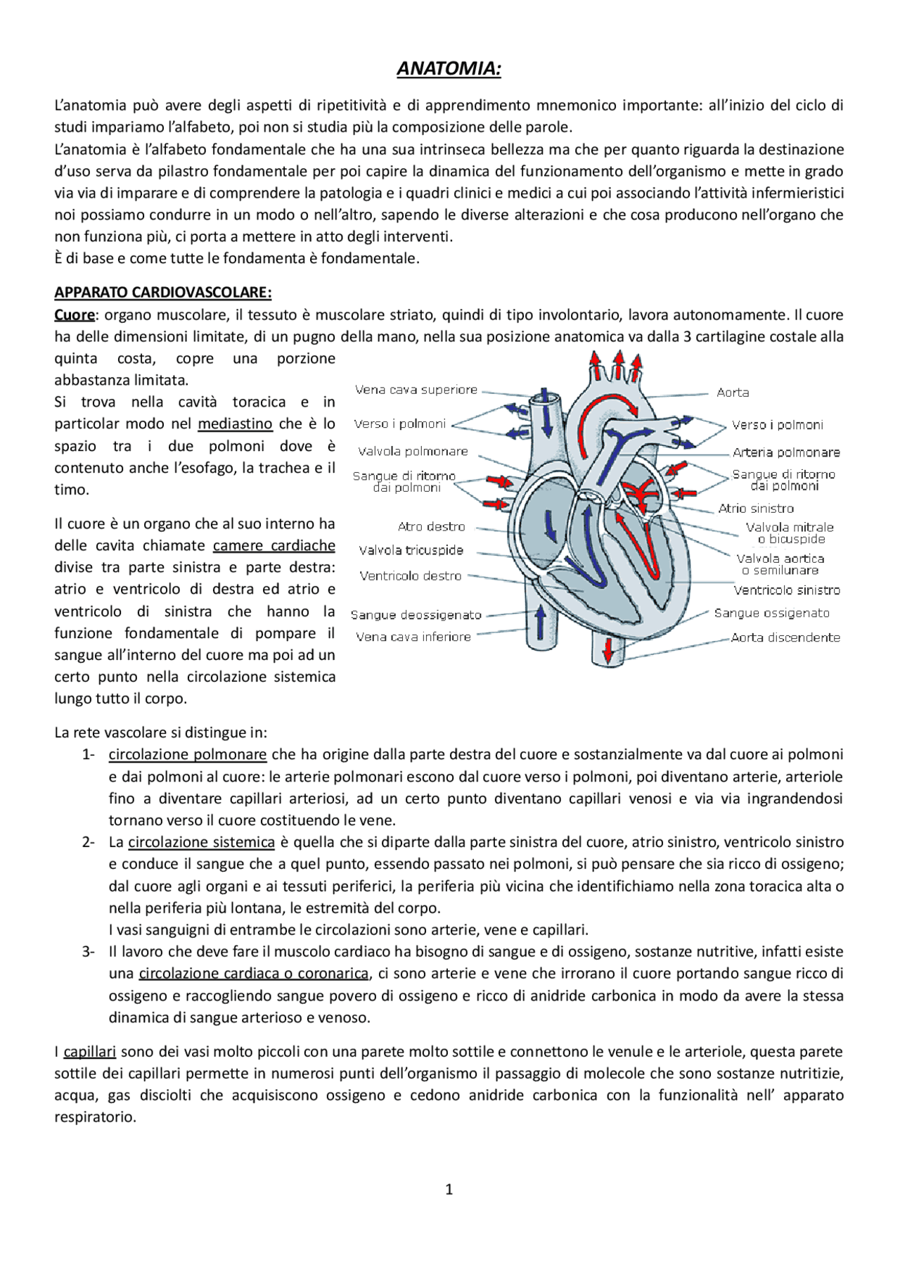 Anatomia Umana Per Esame Orale Sbobinature Di Anatomia Docsity