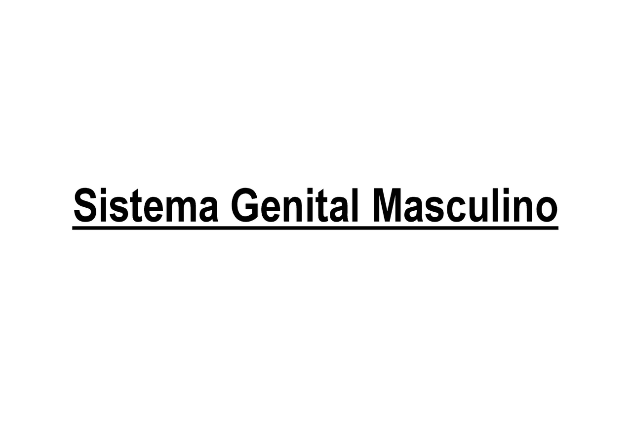 Sistema Reprodutor Masculino Diapositivas Anatomía Docsity