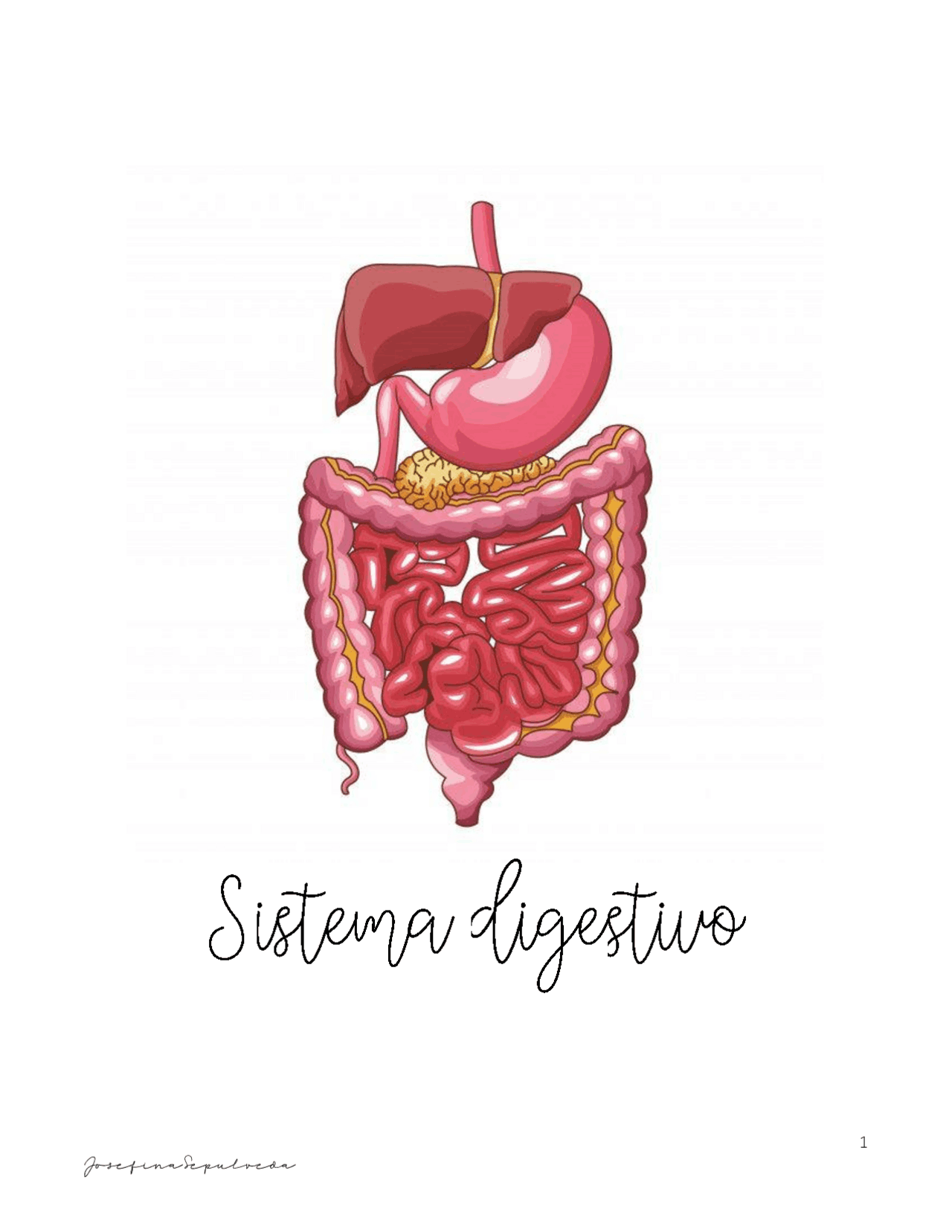 Sistema Digestivo Anatomia Resúmenes De Anatomía Docsity