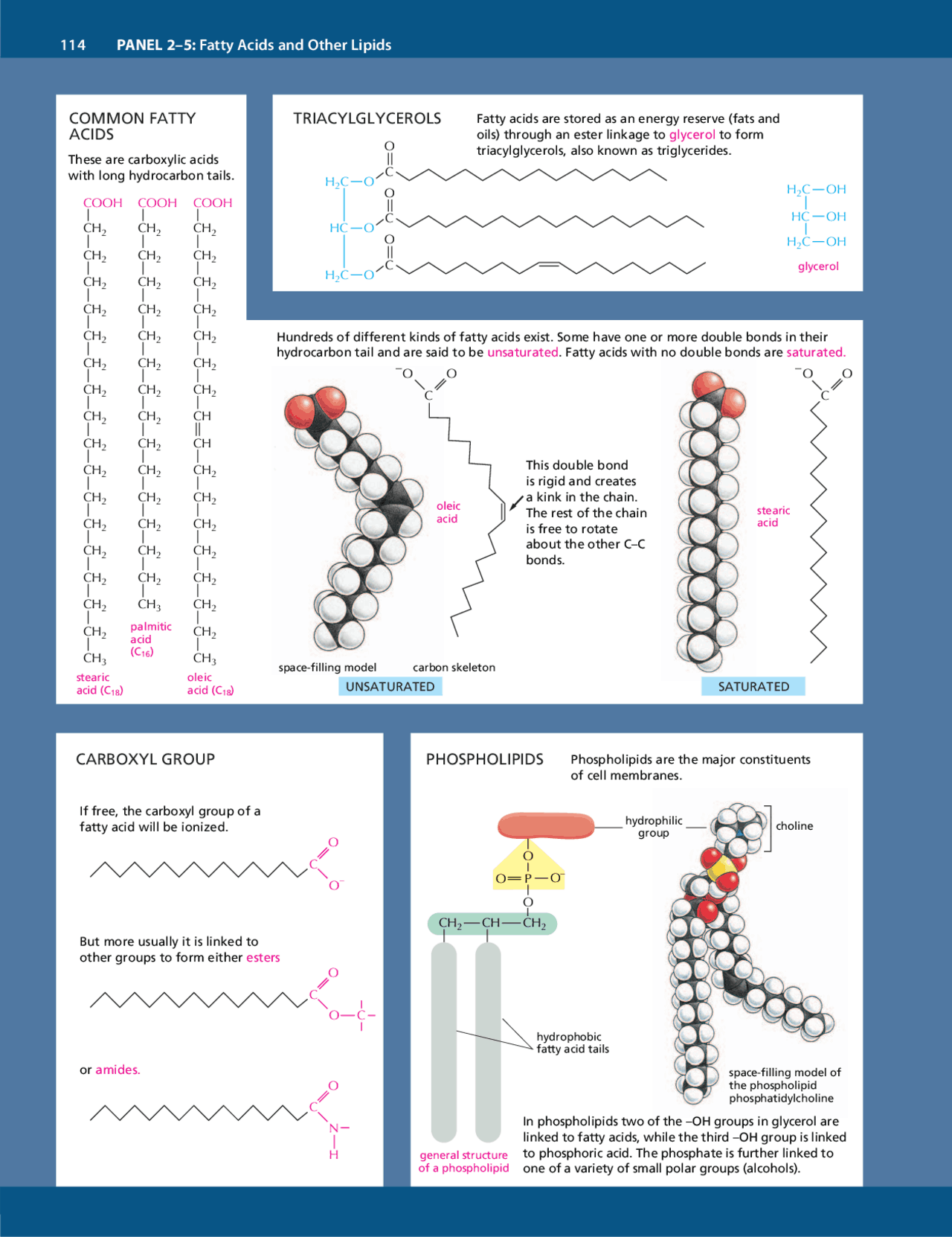 114 PANEL 2–5: Fatty Acids and Other Lipids | Lecture notes ...