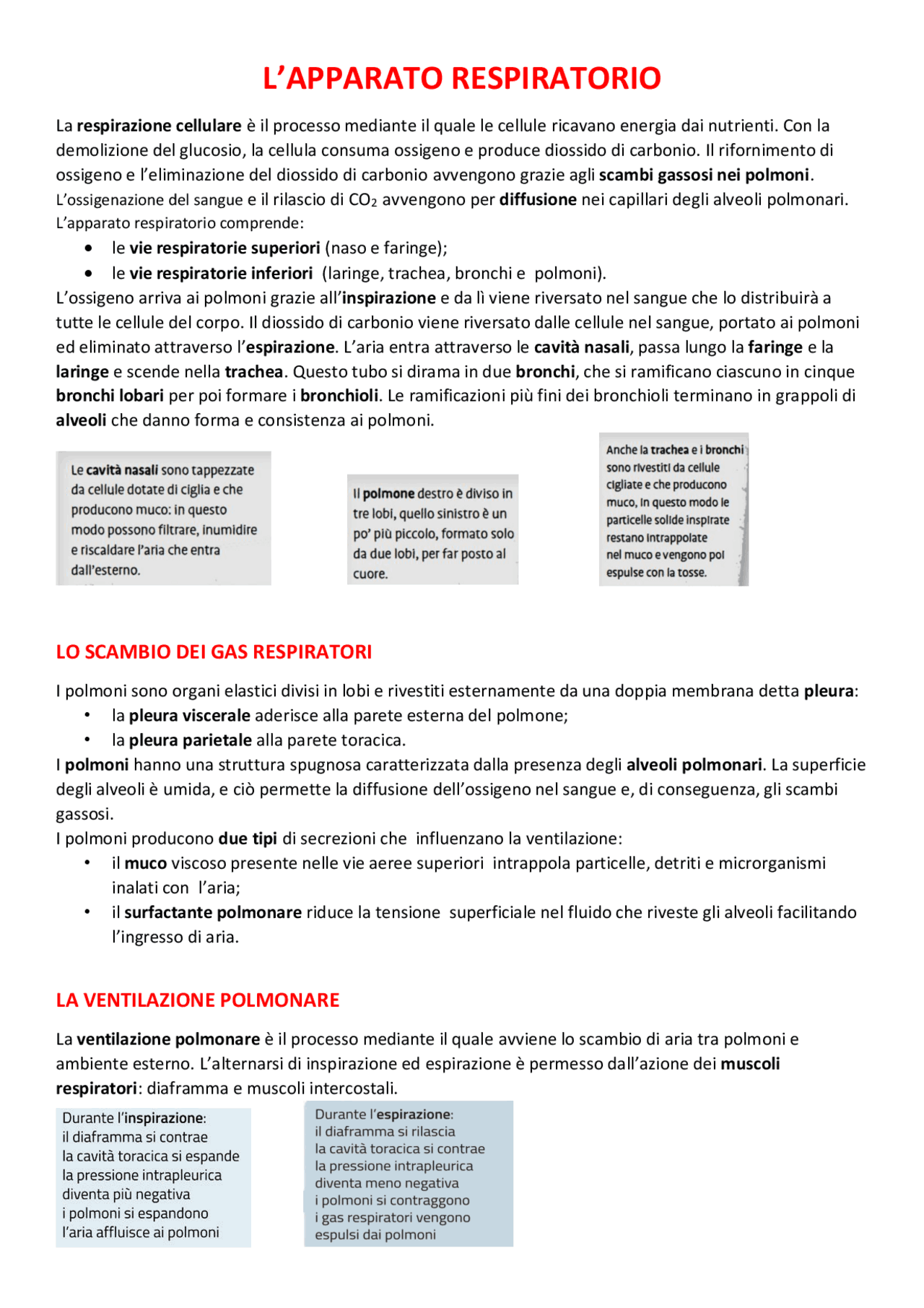 Apparato Respiratorio In Sintesi Dispense Di Anatomia Docsity