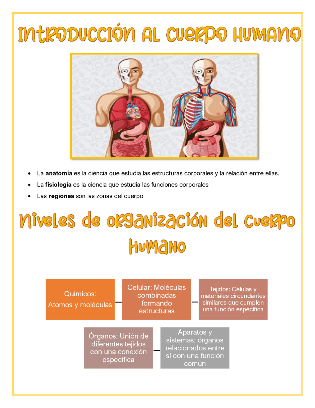 INTRODUCCIÓN AL CUERPO HUMANO | Resúmenes de Anatomía | Docsity