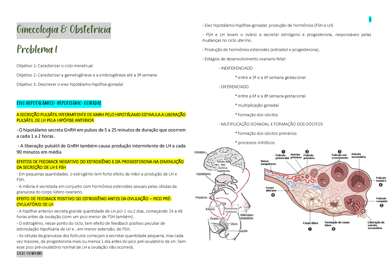Ginecologia E Obstetricia Resumos Anatomia Docsity