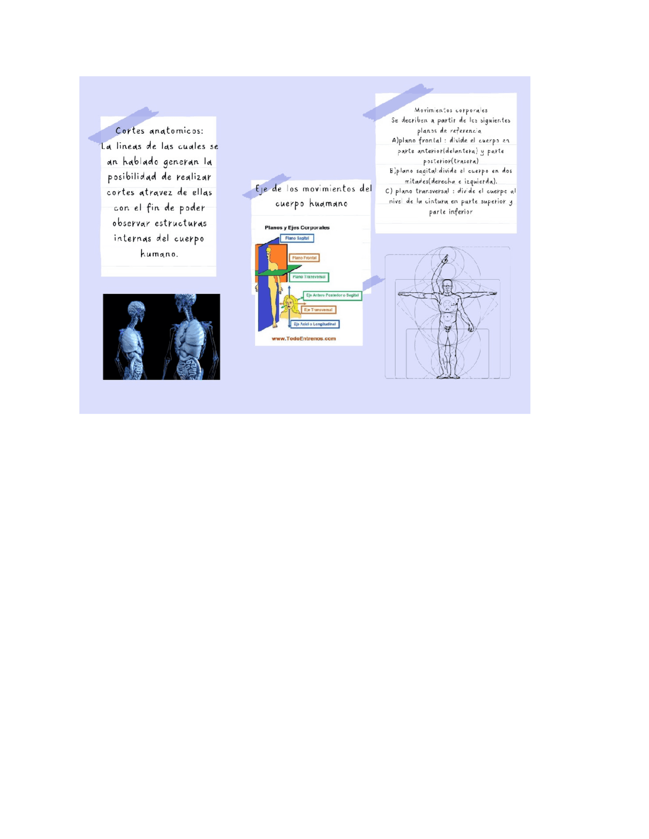 Division Del Cuerpo Humano Diapositivas De Morfología De Plantas 4805