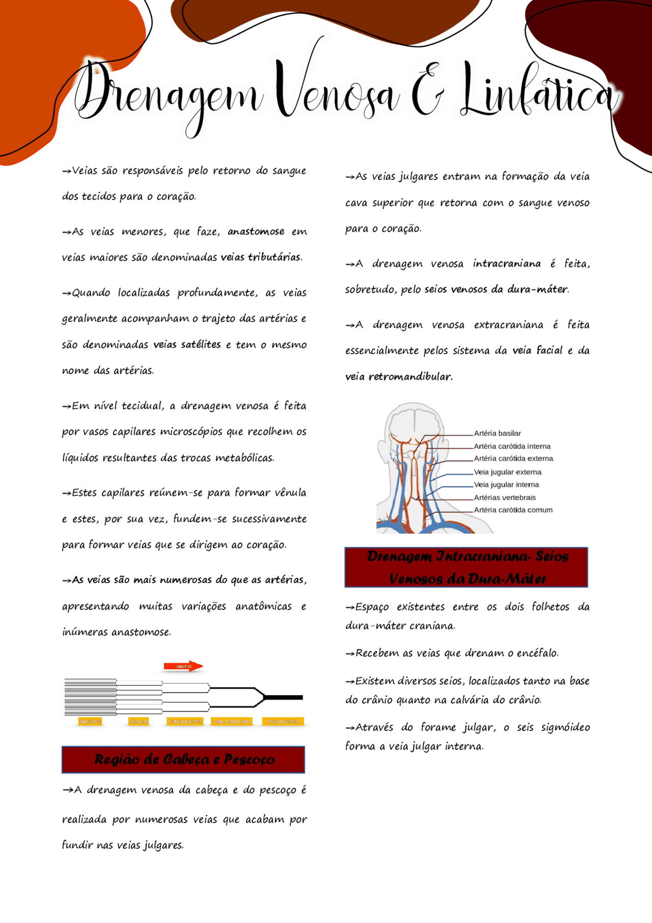 Drenagem Linfática E Venosa Resumos Anatomia Docsity
