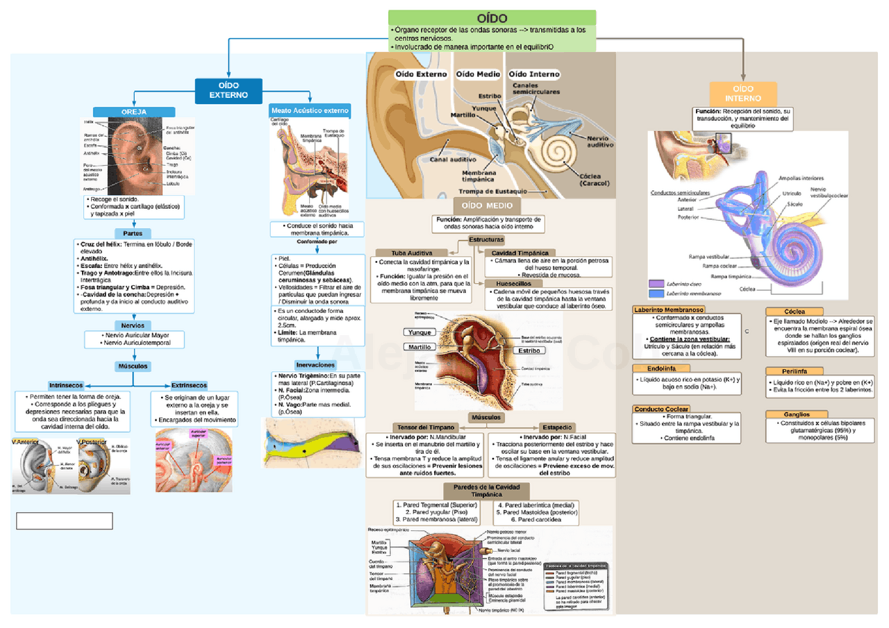 Embriología y genética, organizadores | Esquemas y mapas conceptuales ...