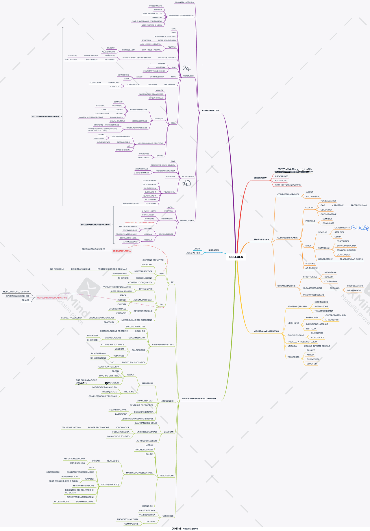 Cellula Componenti E Differenze Schemi E Mappe Concettuali Di