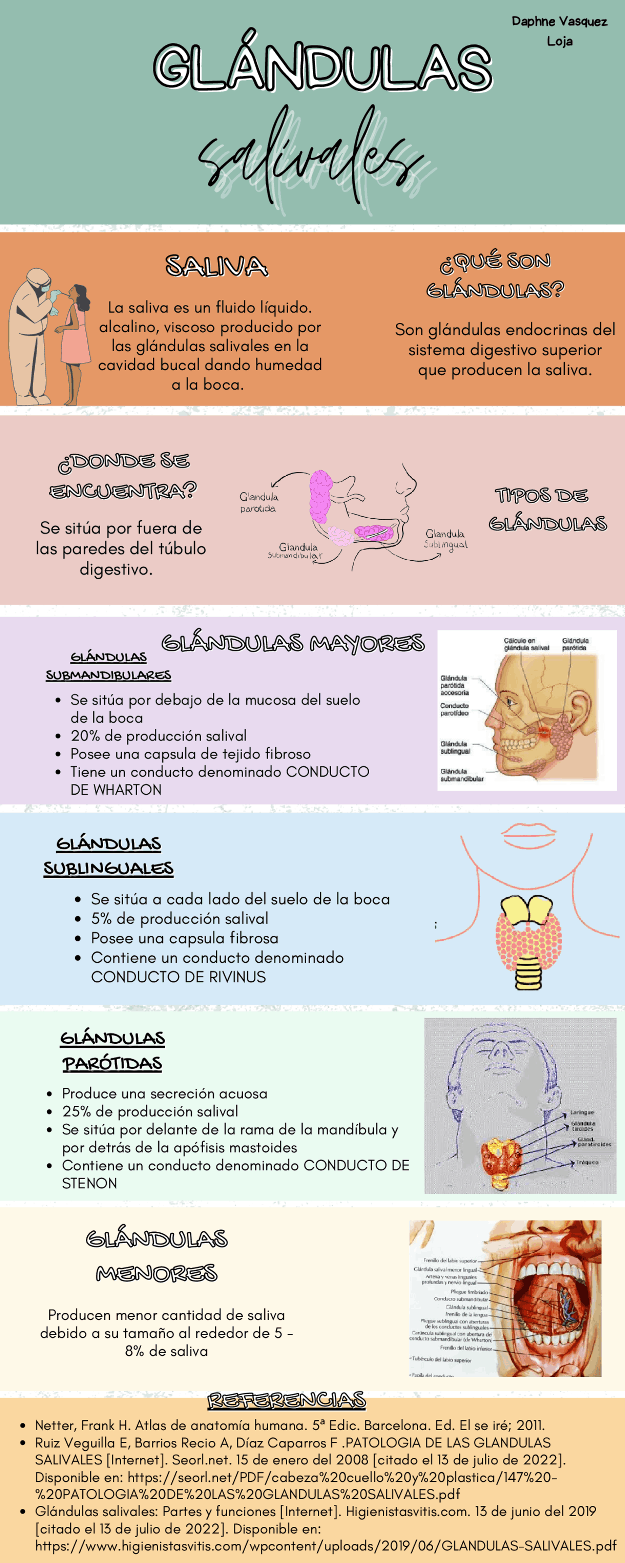 Glándulas salivales | Esquemas y mapas conceptuales de Fisiología | Docsity