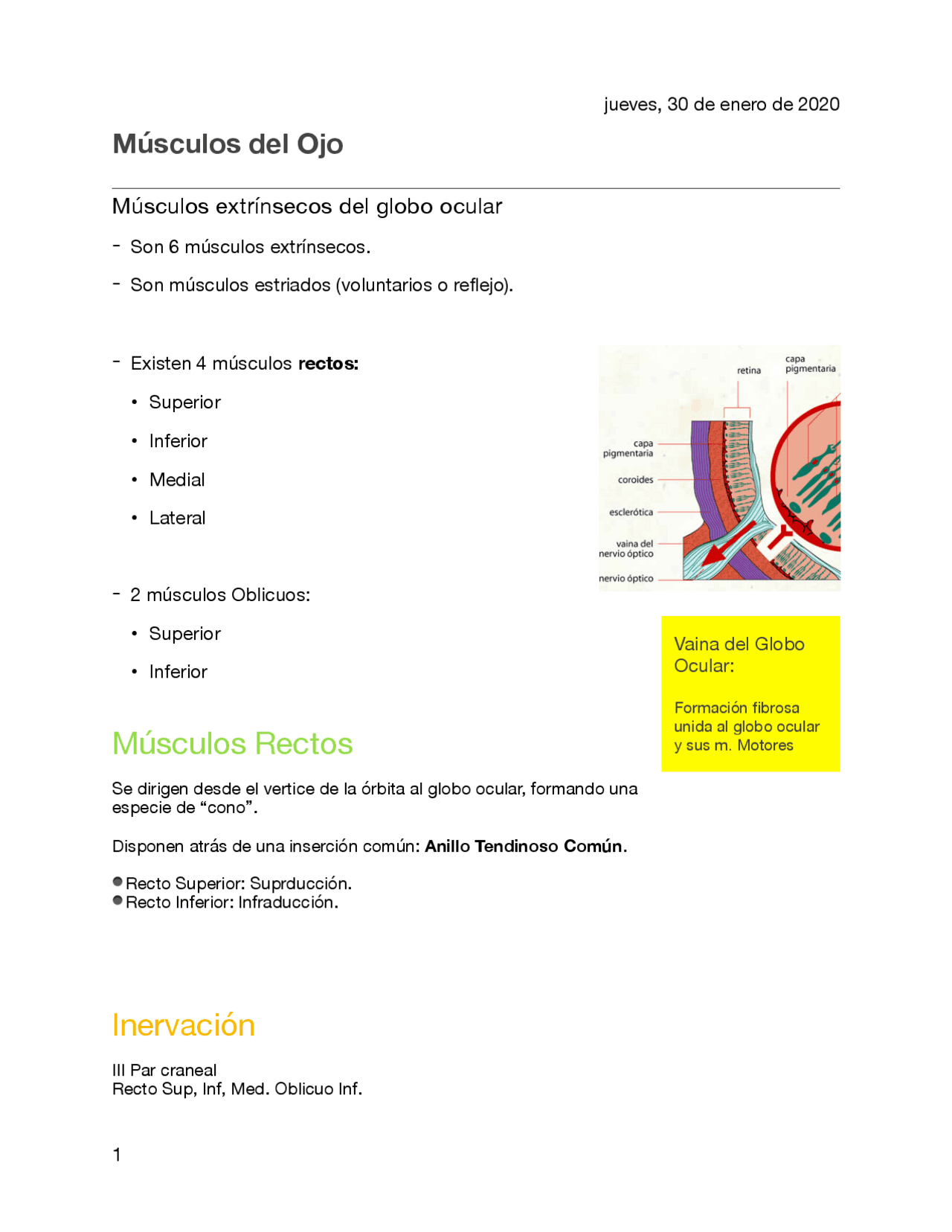 Anatomía De Los Músculos Del Globo Ocular Apuntes De Anatomía Docsity