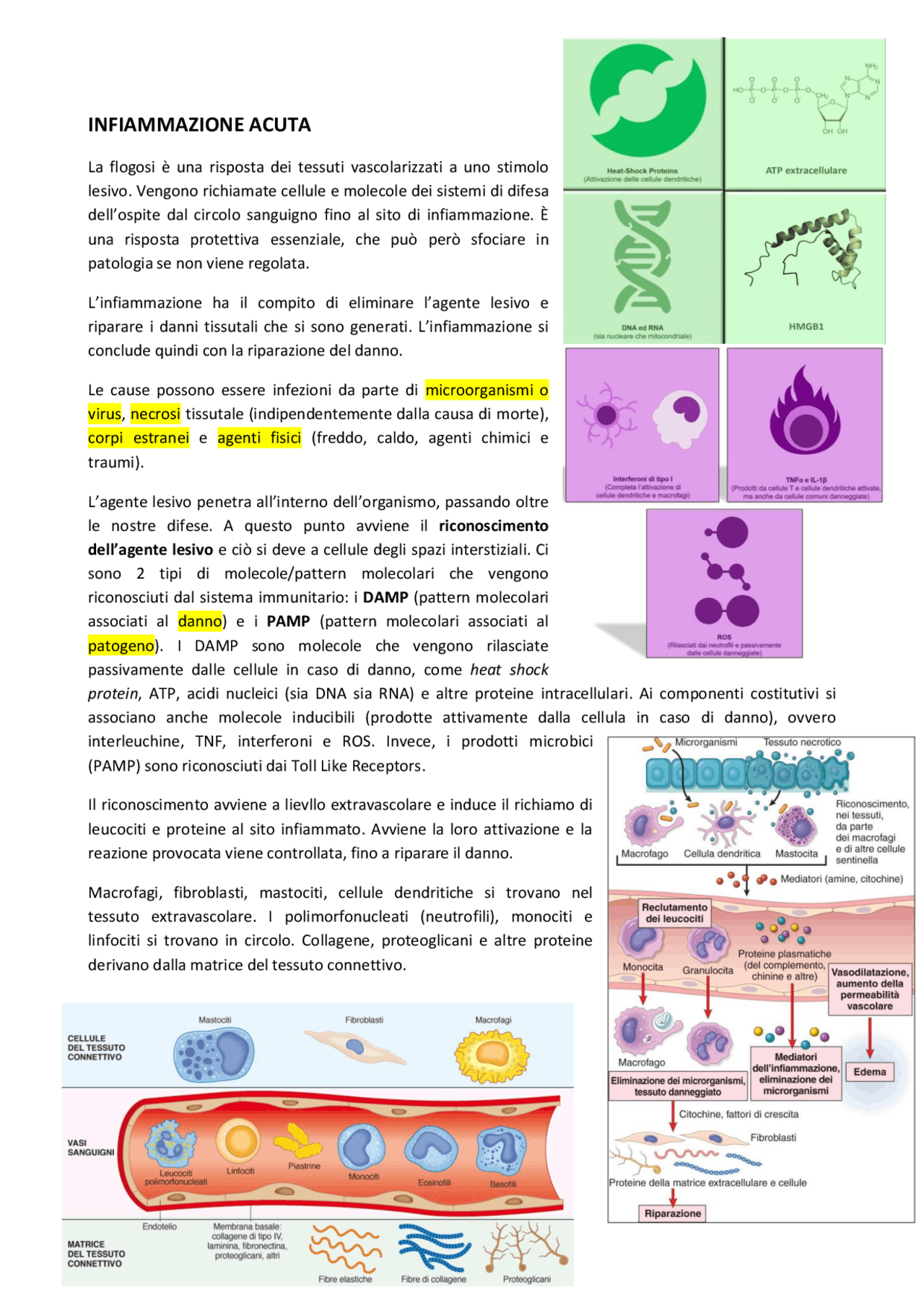INFIAMMAZIONE acuta e cronica | Appunti di Patologia | Docsity