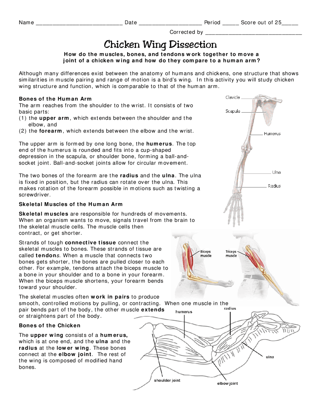 Chicken Wing Muscles Tendons And Ligaments