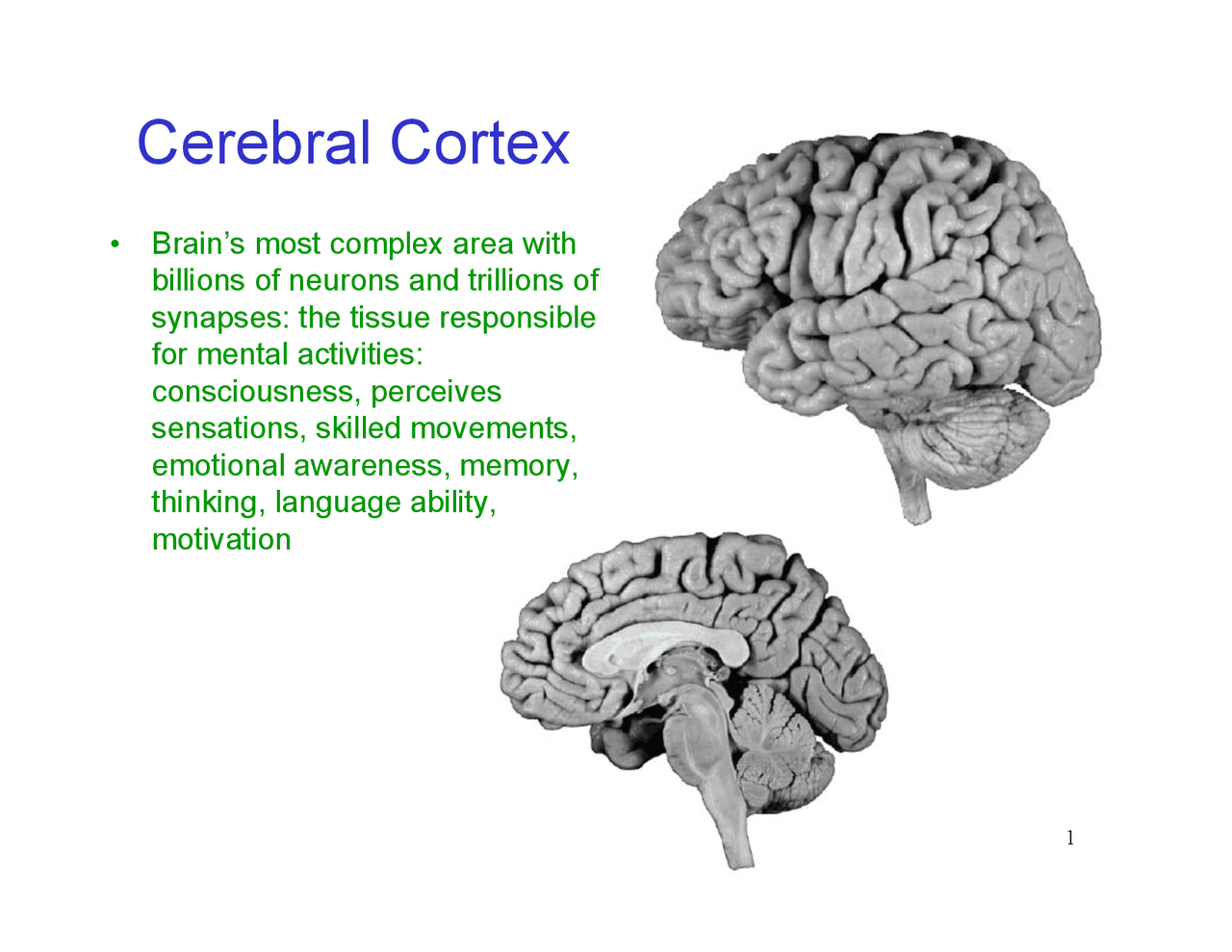 Cerebral Cortex Lecture Notes Mathematics Docsity