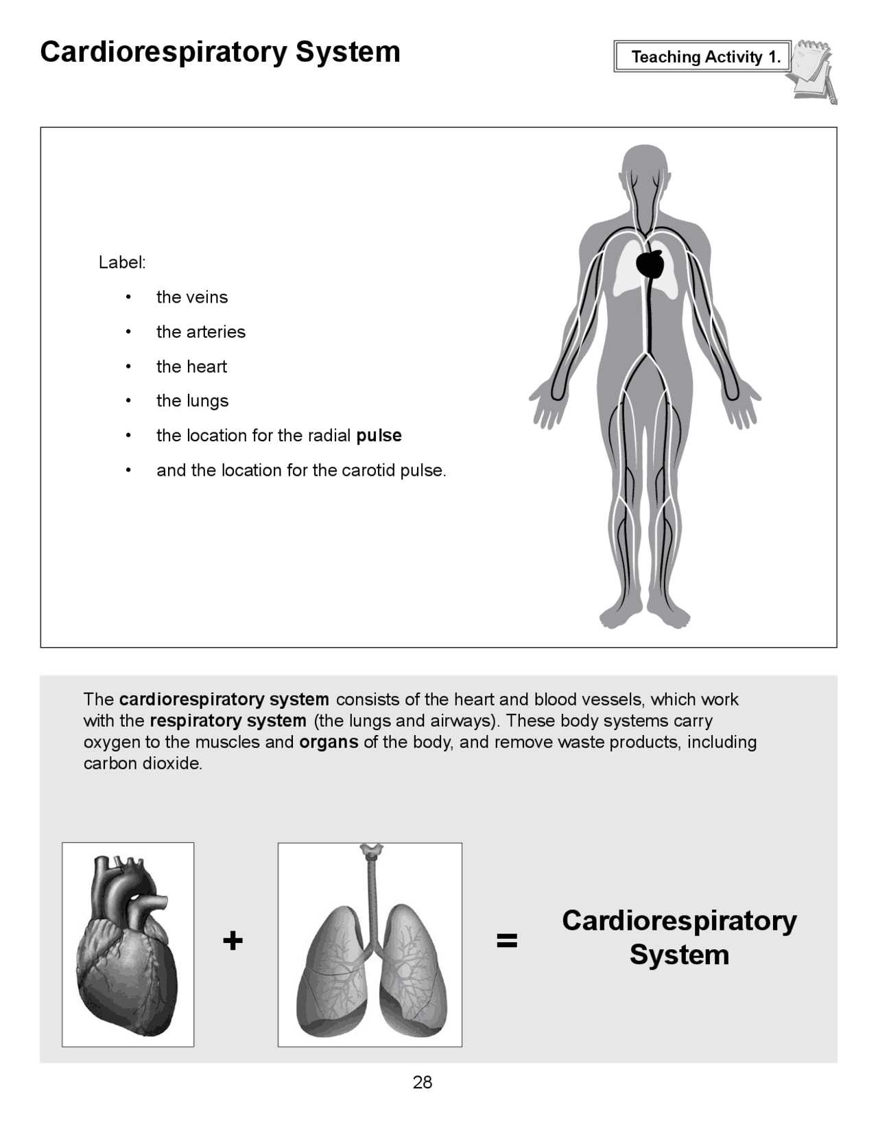 Cardiorespiratory System | Study notes Cardiology | Docsity
