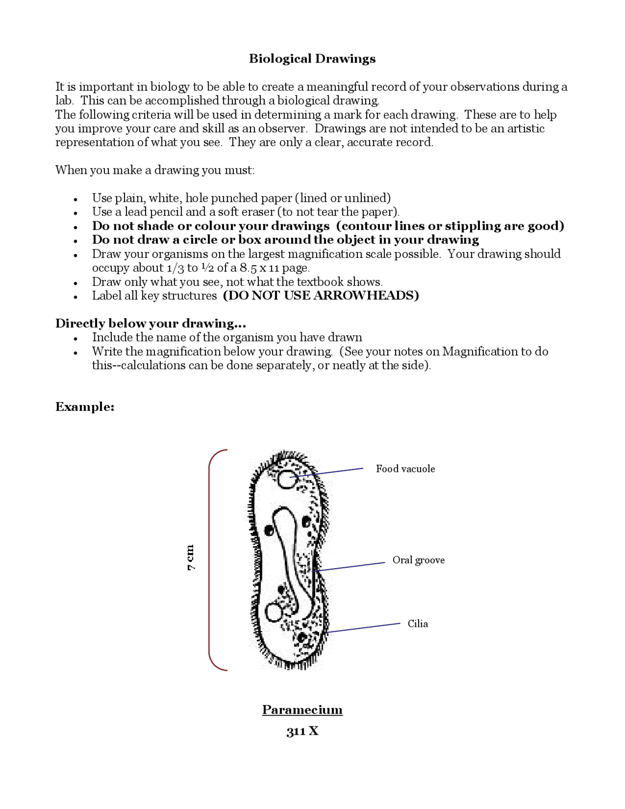 Biological Drawings | Study notes Biology | Docsity